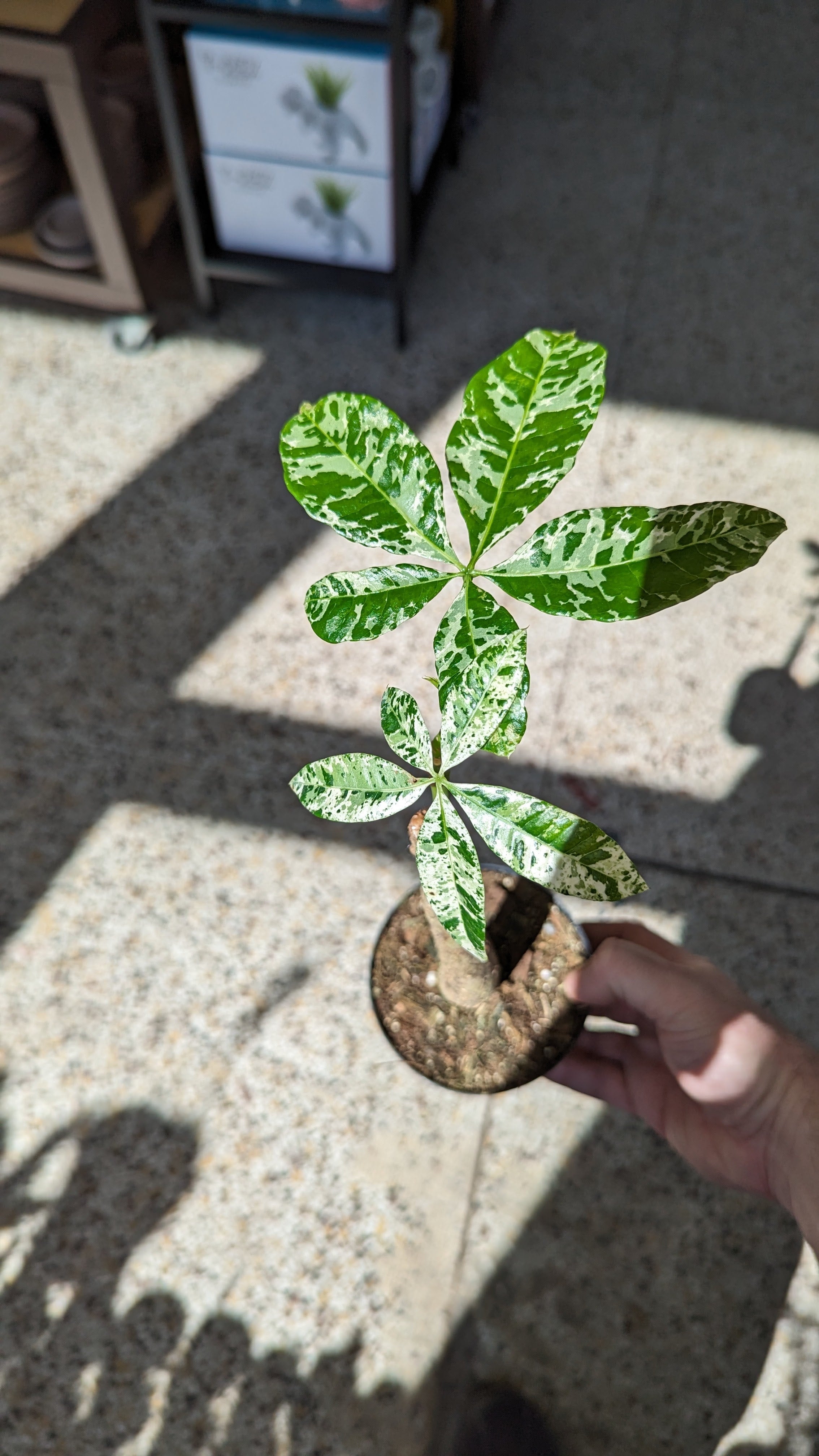 Variegated Money Tree | Sunnyside Plants