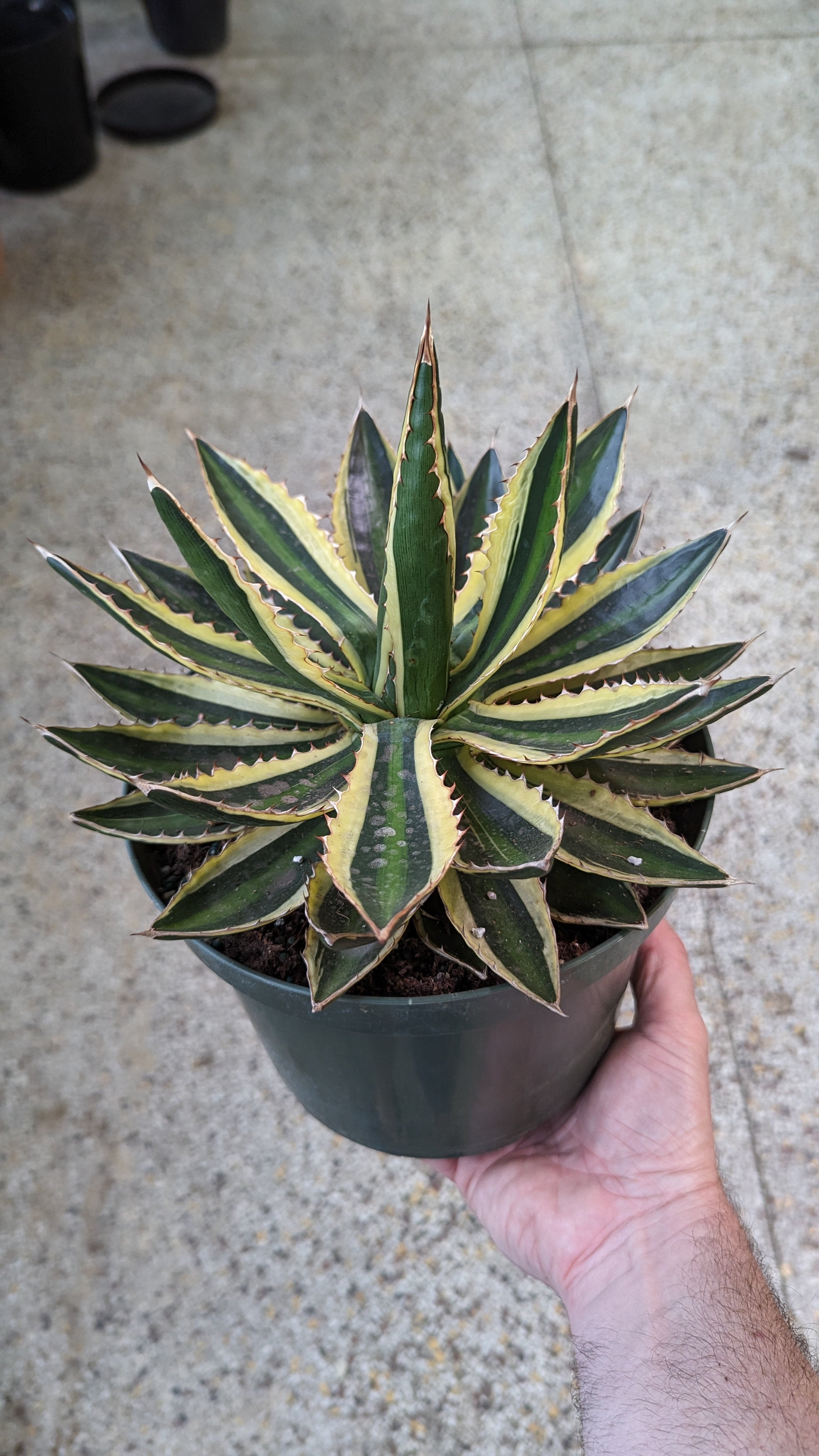 Agave Lophantha | Sunnyside Plants