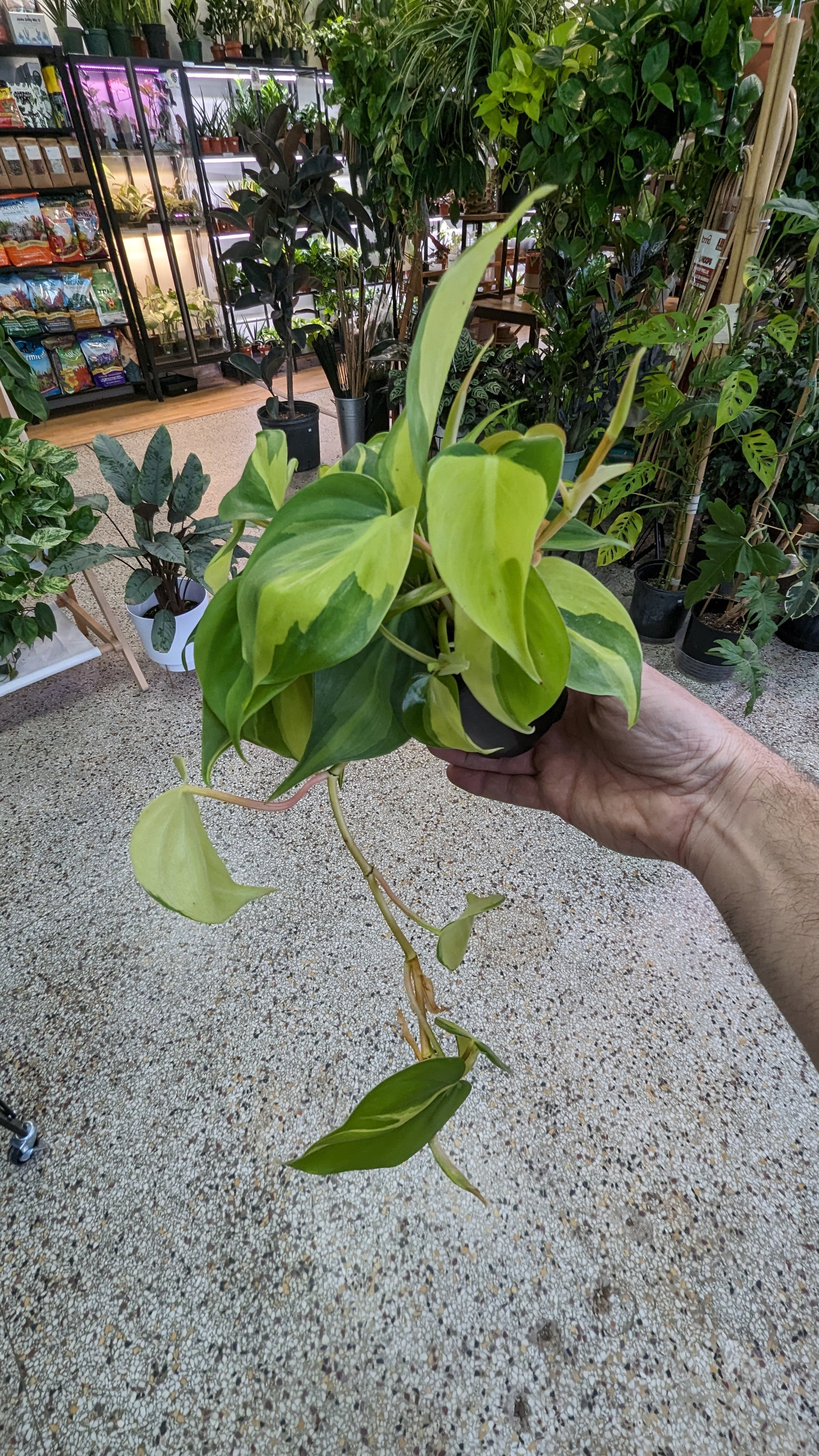 Philodendron Brasil | Sunnyside Plants
