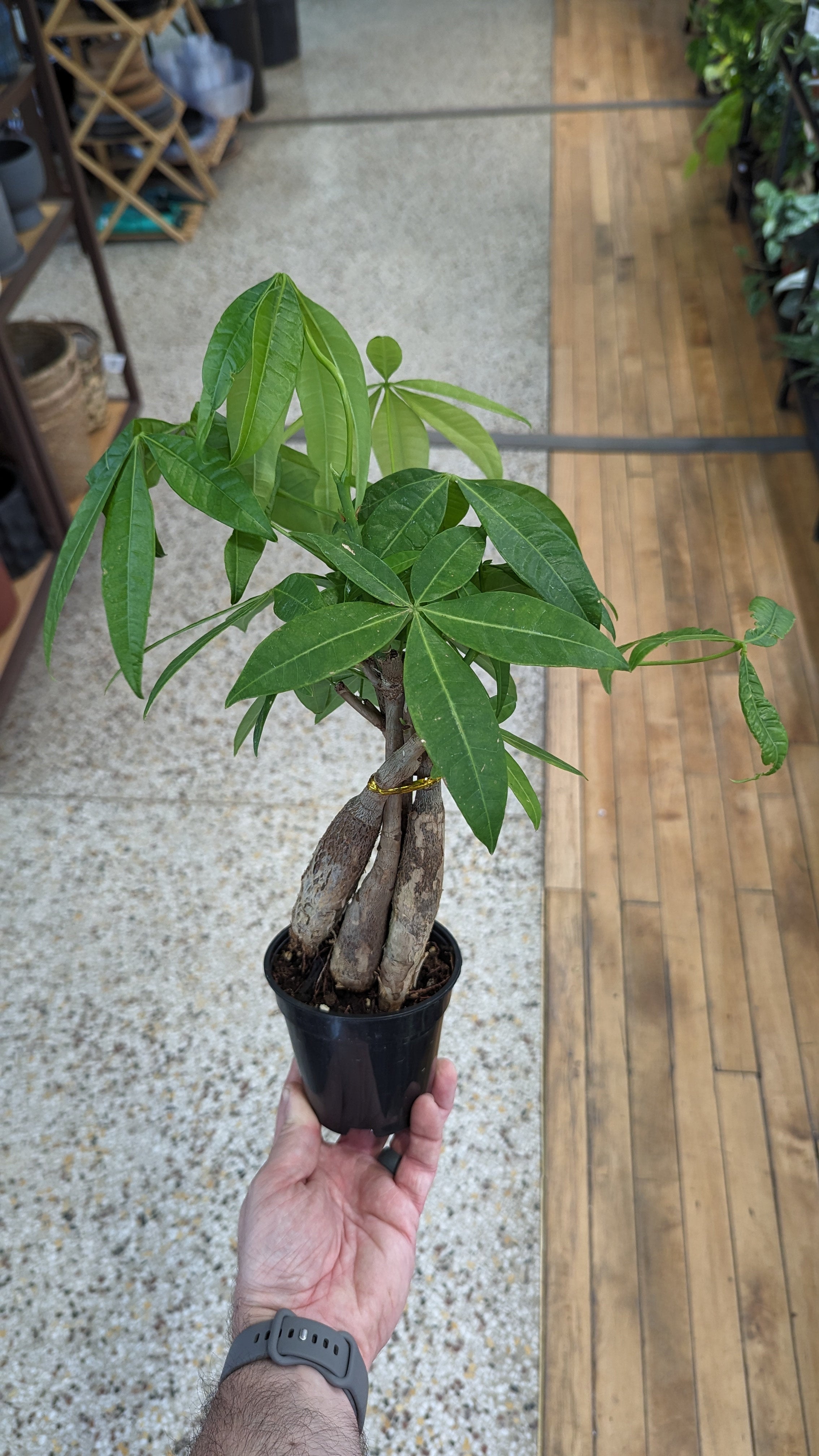 Braided Money Tree | Sunnyside Plants